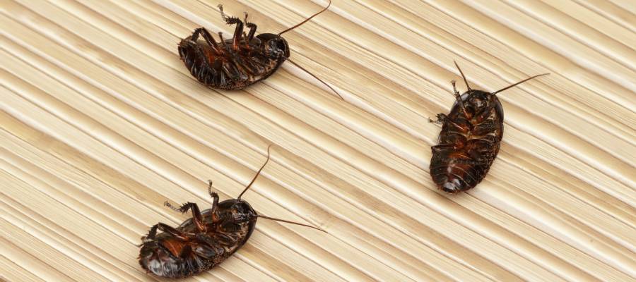 The Road to a Roach-Free Spring | Cockroach Control in Texas